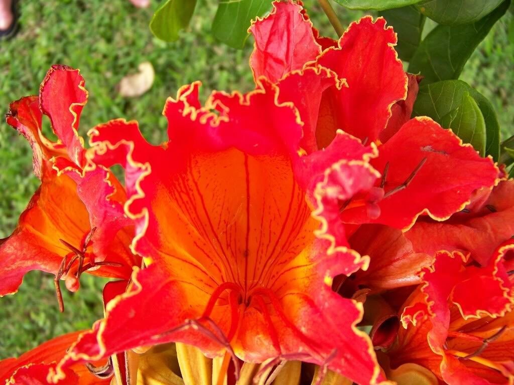 15 Red AFRICAN TULIP TREE fire Tree / Flame of the Forest / - Etsy