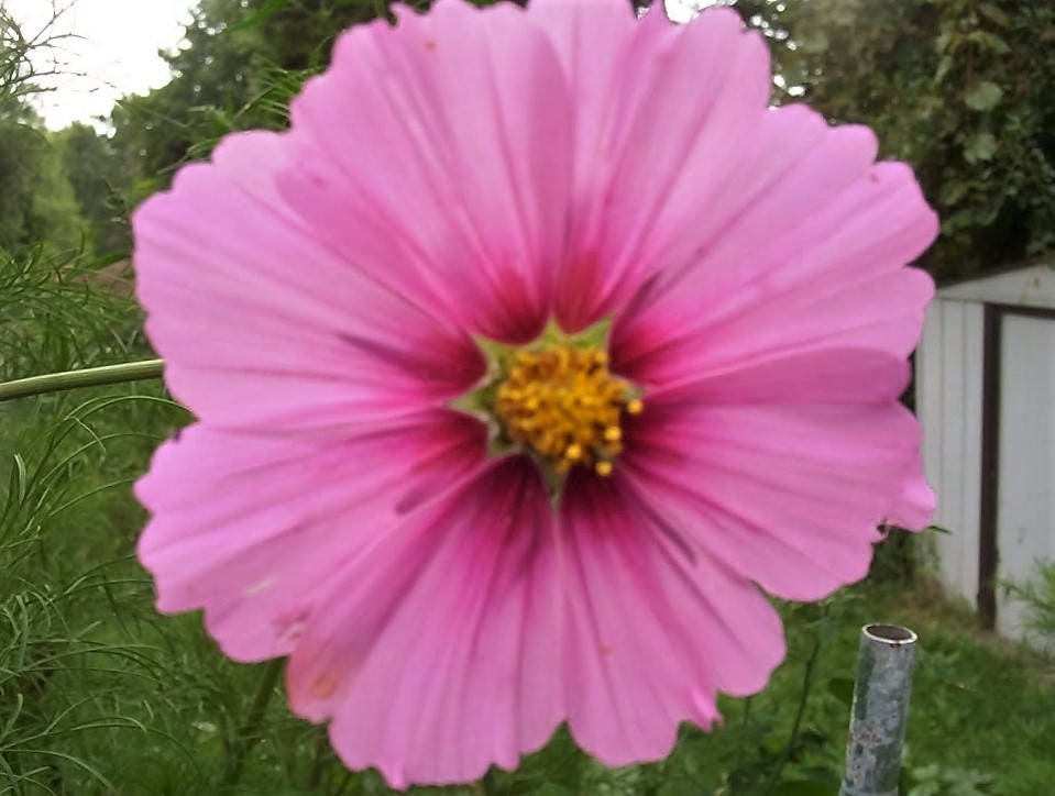 300 GLORIA COSMOS Bipinnatus 2-Tone Pink Fast Growing Flower | Etsy