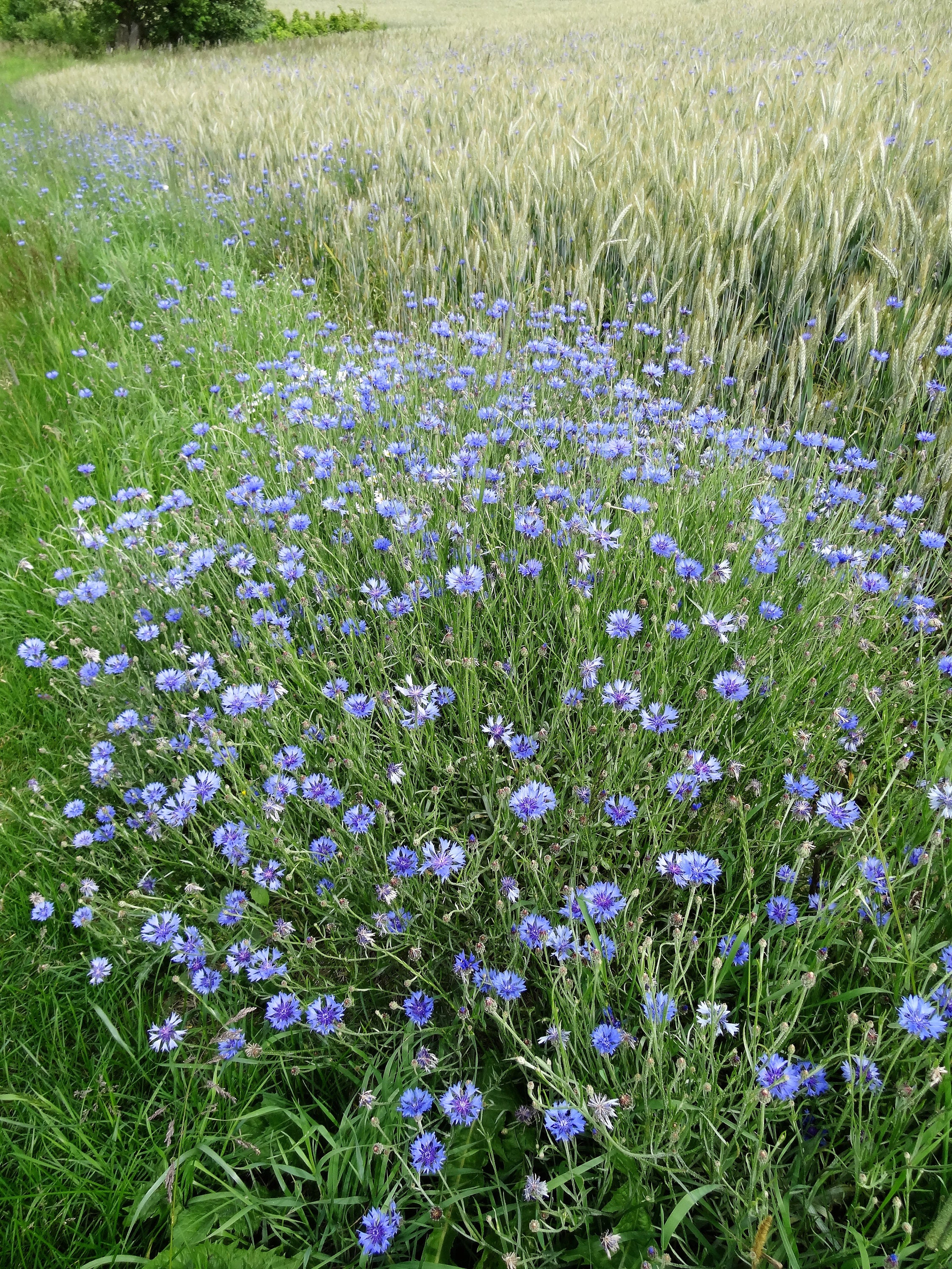 1000 Tall Blue BACHELOR'S BUTTON / CORNFLOWER Centaurea | Etsy