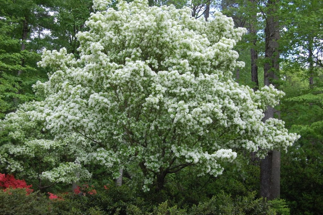 3 FRINGE TREE Chionanthus Virginicus Old Man's Beard White Flower Seeds ...