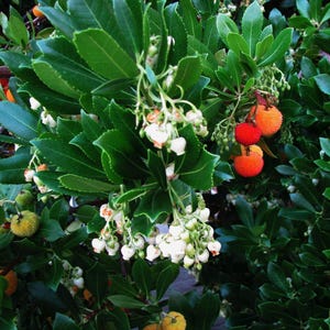 25 STRAWBERRY TREE Edible Red Berry Tree Arbutus Unedo Seeds Irish ...