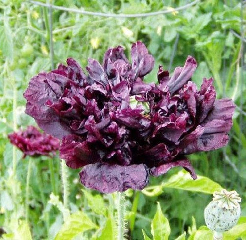 250 BLACK PEONY POPPY Papaver Peoniflorum Flower Seeds - Etsy