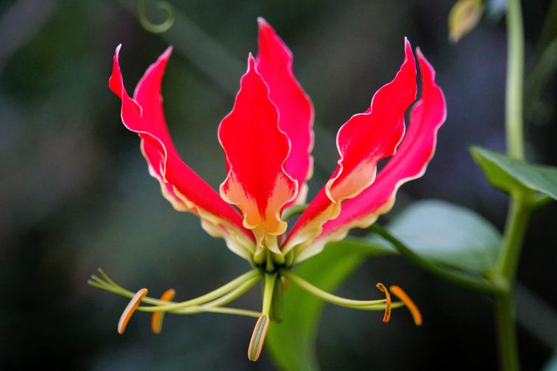 10 RED GLORIOSA LILY Flame Lily Gloriosa Superba Red & Yellow Flower ...
