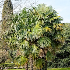 5 COMMON WINDMILL PALM Trachycarpus Fortunei Hardy Chusan Palm Tree Sun ...