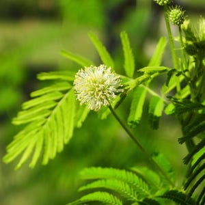 100 ILLINOIS BUNDLEFLOWER Prairie Mimosa Desmanthus Illinoensis Flower ...