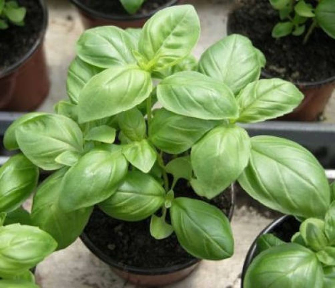 500 CLOVE BASIL Ocimum Basilicum Herb Flower Seeds - Etsy