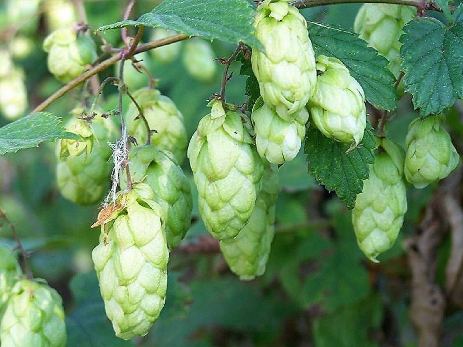 25 COMMON HOPS European Humulus Lupulus Vine Seeds Beer Making ...
