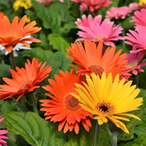 20 GERBER DAISY Mix Gerbera Jamesonii Aka Barberton or African Daisy ...