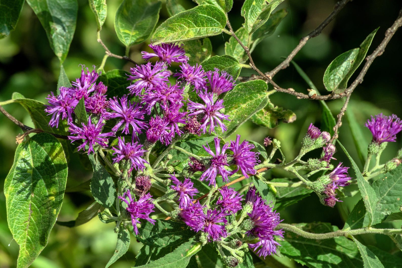 100 MISSOURI IRONWEED Monarch Flower Native Purple Vernonia Missurica ...