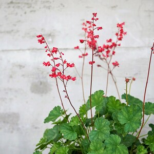 100 Red HEUCHERA SPLENDENS Coral Bells Heuchera Sanguinea Sanguineum ...