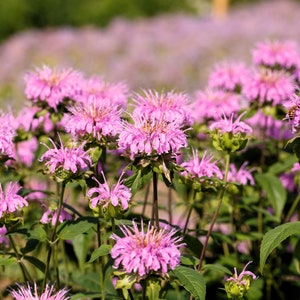 20 Dwarf PINK BEE BALM Monarda Bradburiana Eastern Beebalm Herb Flower ...