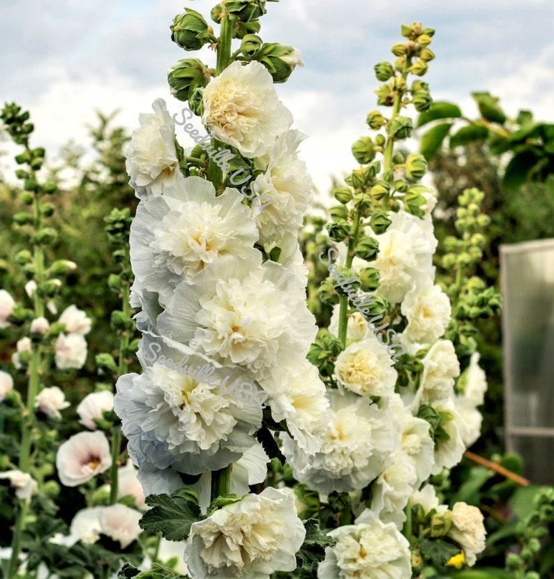50 Dwarf Double HOLLYHOCK MAJORETTE MIX Alcea Rosea Red Pink - Etsy
