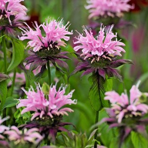 20 Dwarf PINK BEE BALM Monarda Bradburiana Eastern Beebalm Herb Flower ...