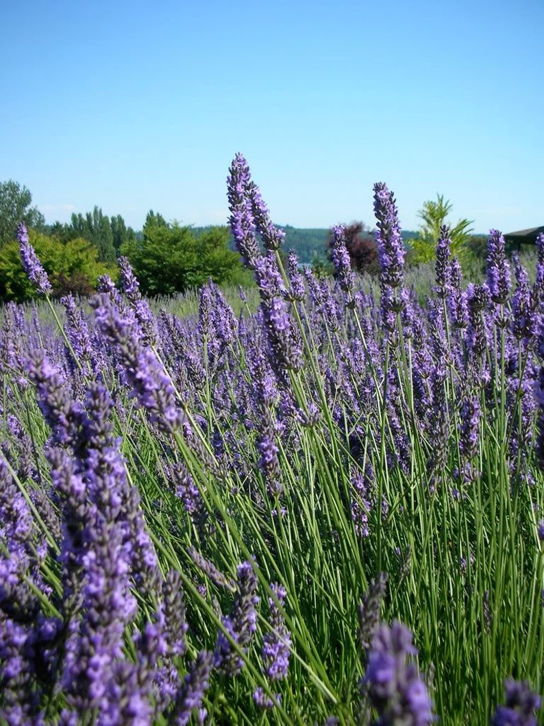 500 True ENGLISH LAVENDER VERA Lavandula Angustifolia Vera - Etsy