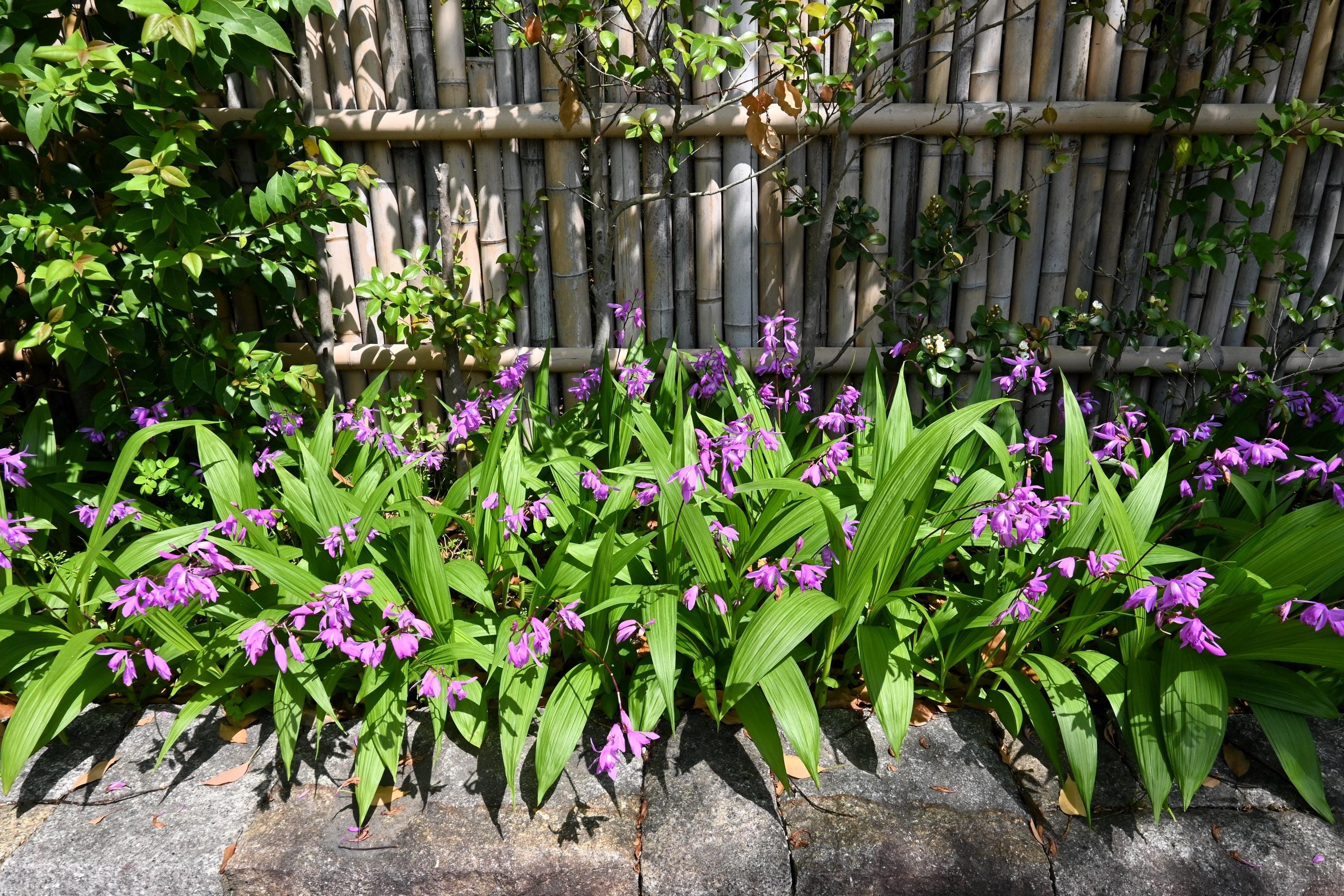 50 Hardy CHINESE GROUND ORCHID Bletilla Striata Purple Flower Seeds - Etsy
