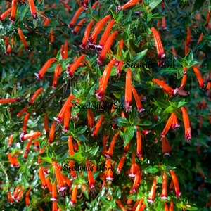 10 Red CIGAR PLANT Mexican Firecracker Cuphea Ignea - Etsy