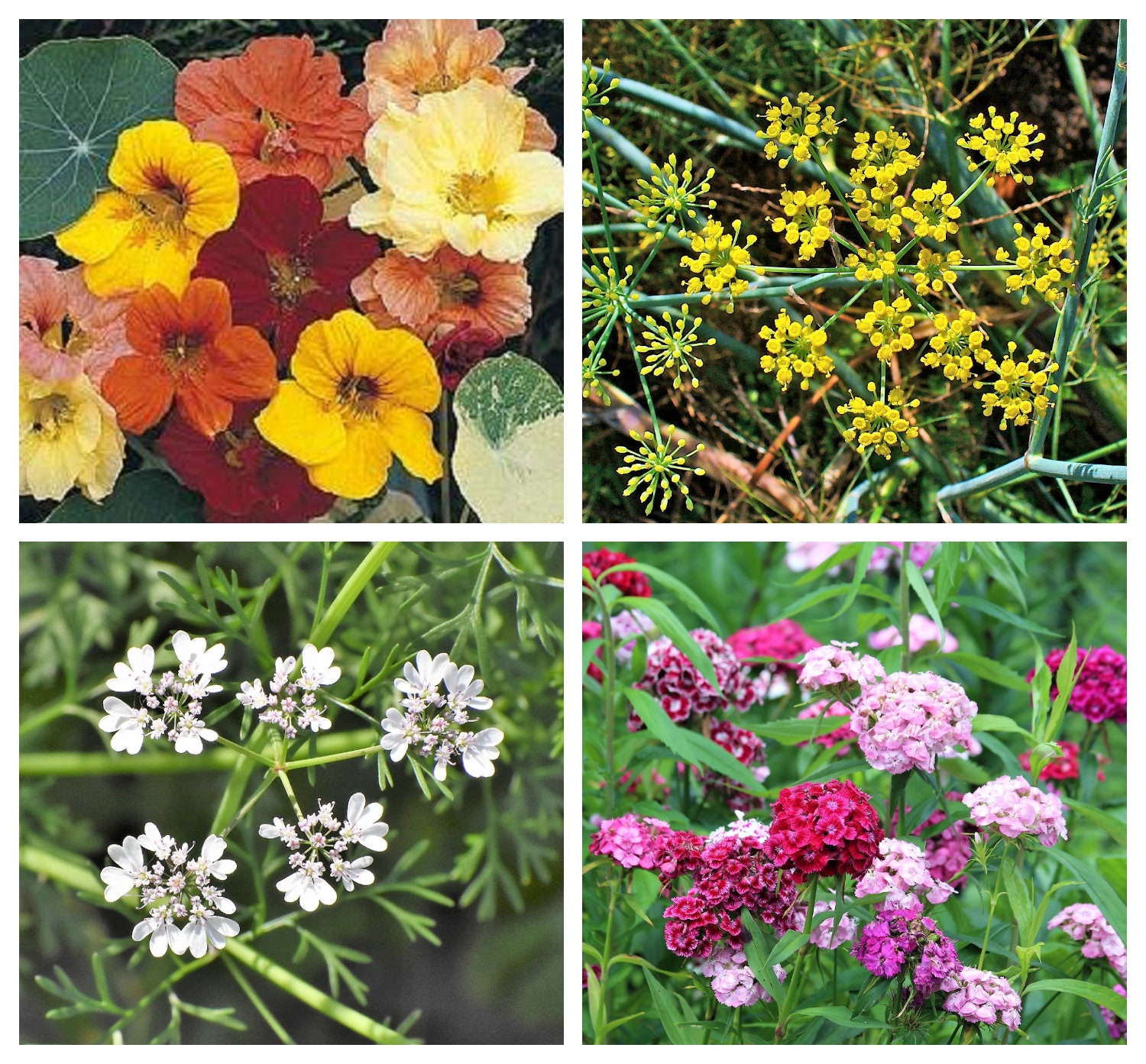 EDIBLE FLOWER MIX Seeds 16 Types: Marigold Daisy Viola - Etsy