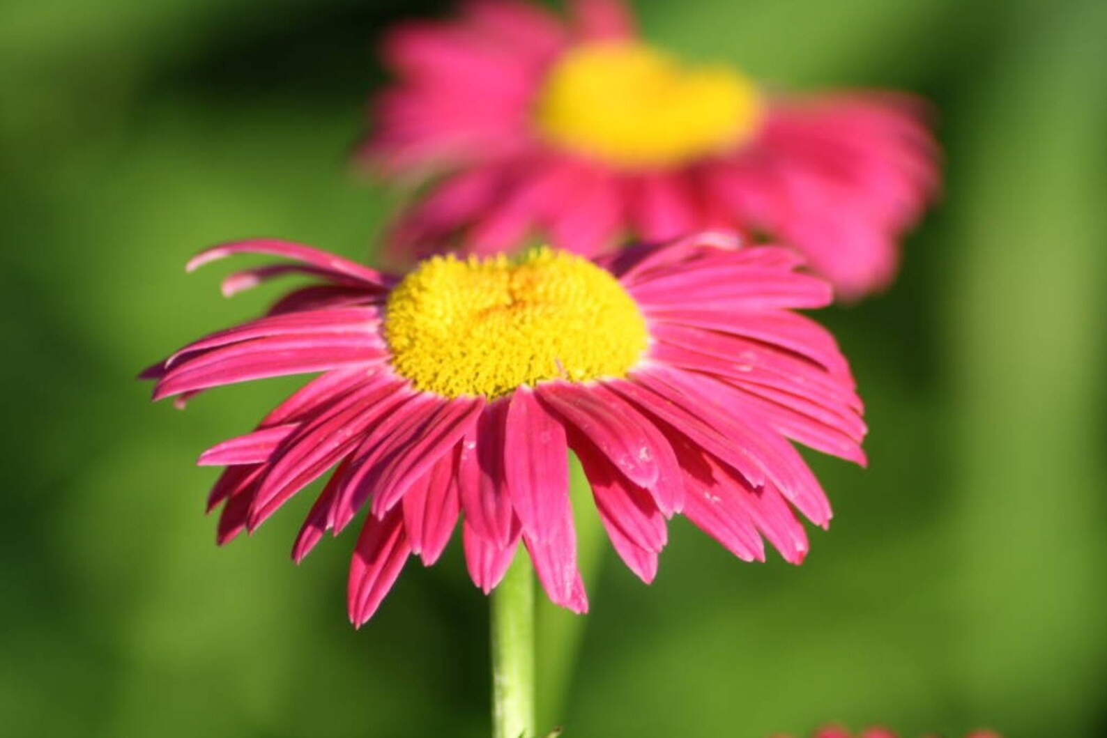 100 Mixed Colors ROBINSONS PAINTED DAISY Chrysanthemum Pink - Etsy