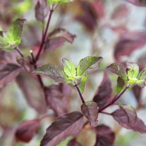 200 Purple Krishna Tulsi HOLY BASIL Ocimum Sanctum Tenuiflorum Herb ...