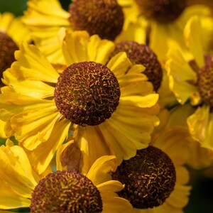 100 HELENIUM ' AUTUMN LEAVES ' Mix Helenium Autumnale Sneezeweed Mixed ...