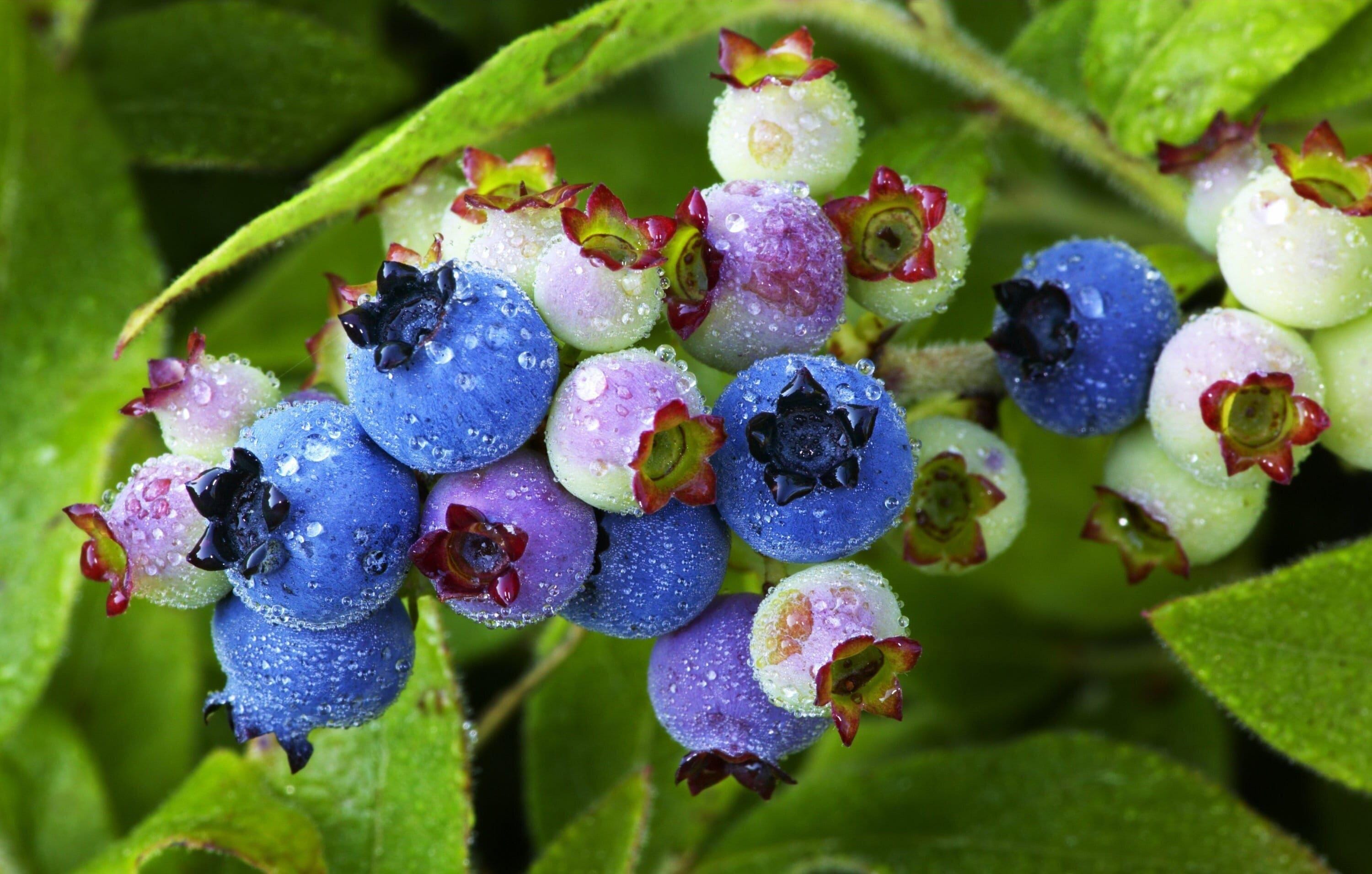 50 LOWBUSH BLUEBERRY Vaccinium Angustifolium Blue Berry Fruit Dwarf ...