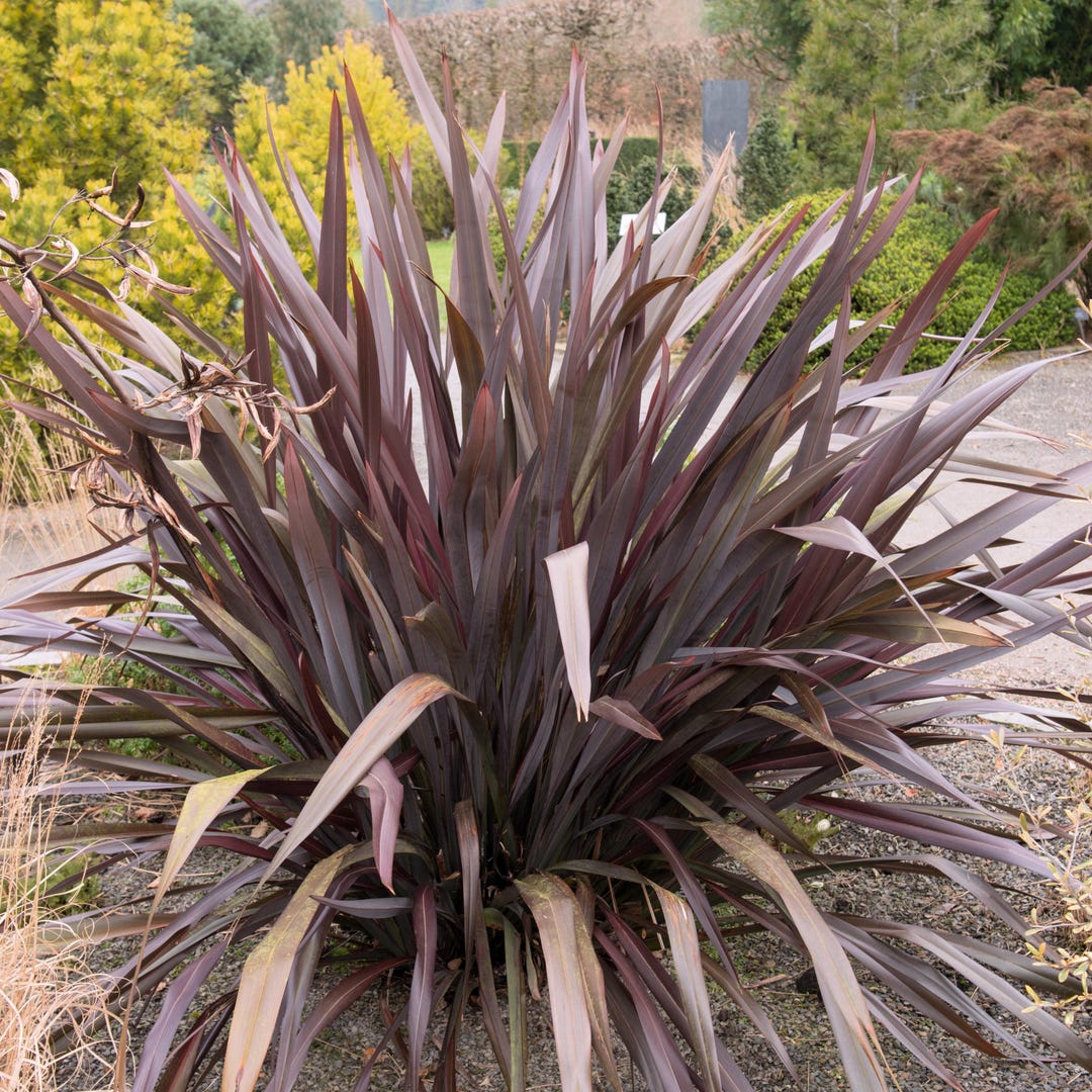 10 Purple NEW ZEALAND FLAX Phormium Tenax Purpureum Ornamental Grass ...