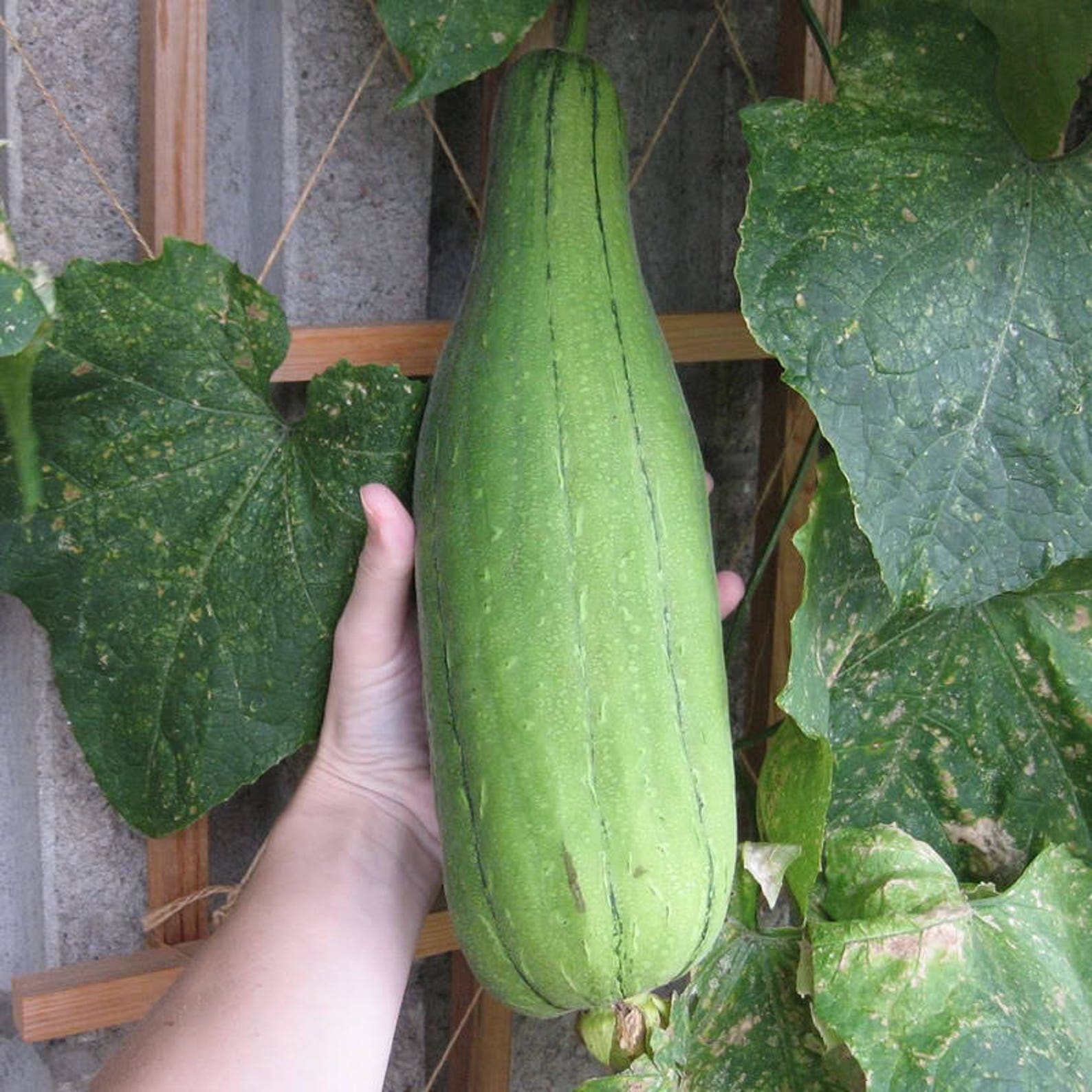 25 LUFFA SPONGE GOURD vegetable Sponge / Smooth Luffa / - Etsy