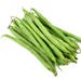 50 BURPEE STRINGLESS Green Pod BEAN French Phaseolus Vulgaris Vegetable ...