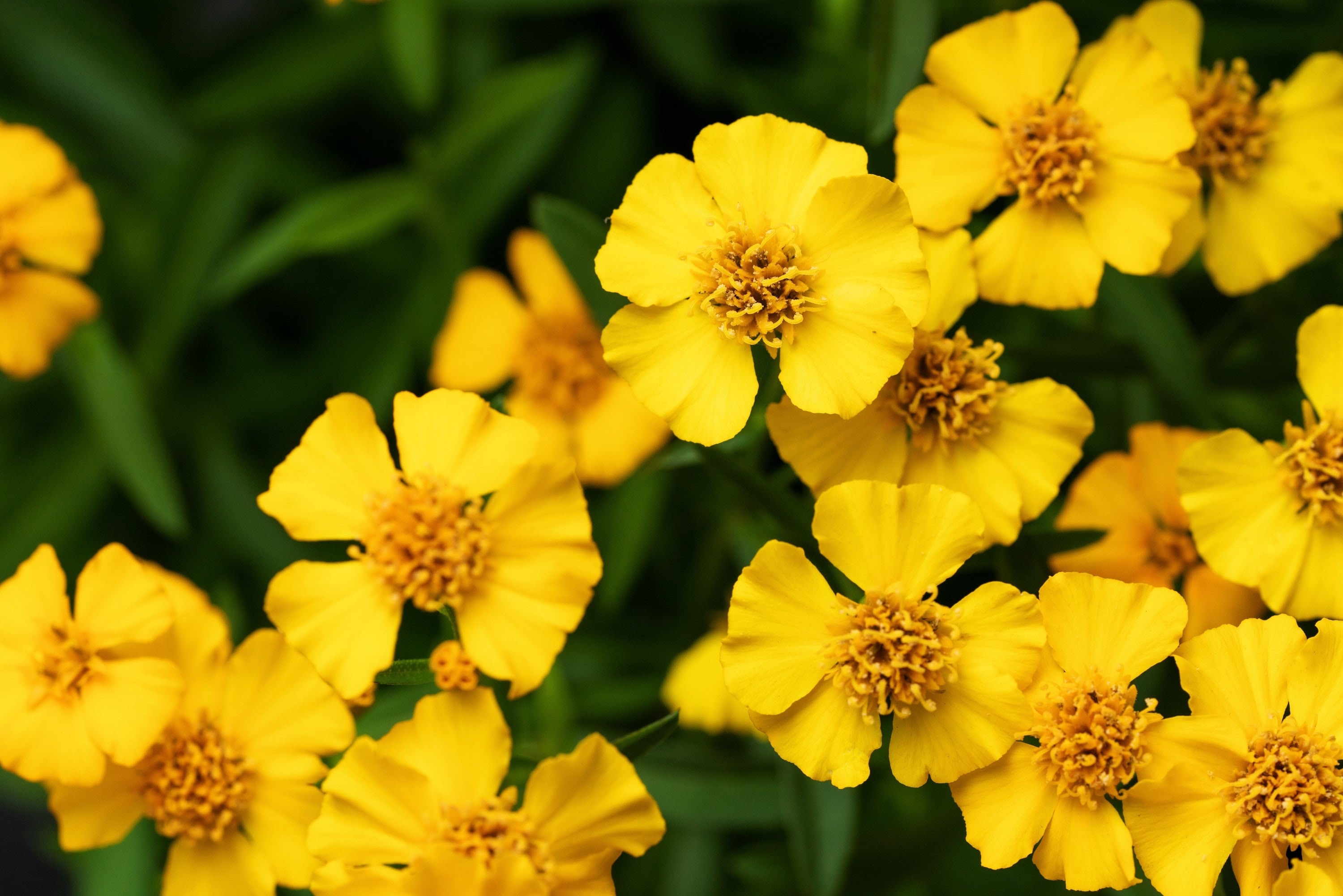 300 MEXICAN Mint MARIGOLD Spanish Tarragon Tagetes Lucida Flower Herb ...
