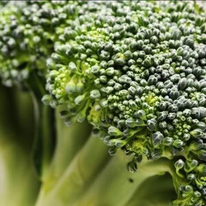 1000 Organic DE CICCO BROCCOLI Di Cicco Brassica Oleracea | Etsy