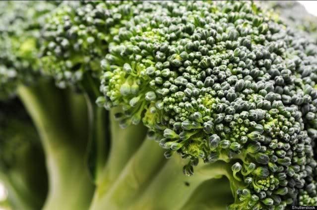 1000 Organic DE CICCO BROCCOLI Di Cicco Brassica Oleracea | Etsy