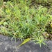 75 SALTWORT Okahijiki Japanese Greens Salsola Komarovii Leaf Vegetable ...