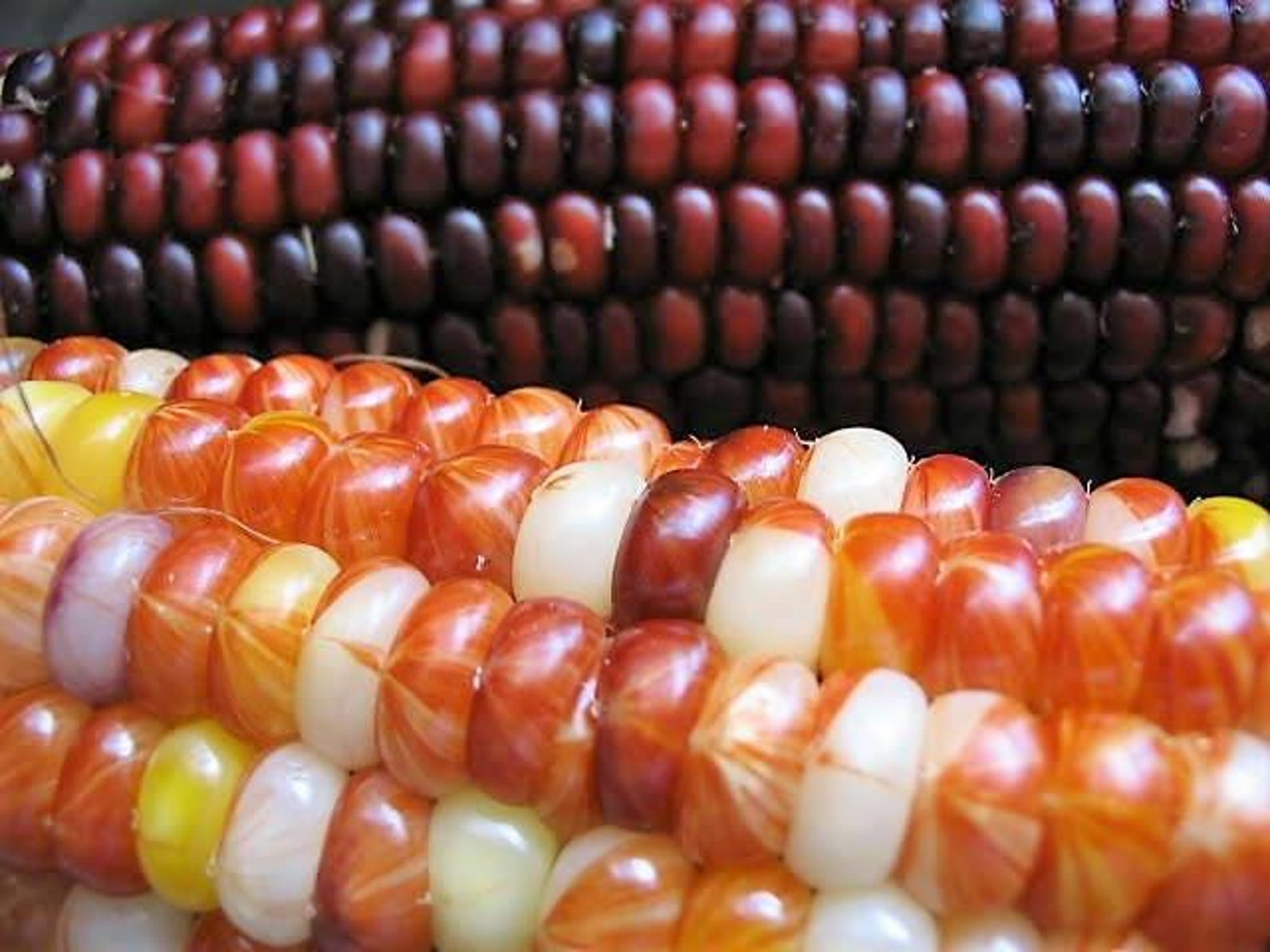 100 Ornamental INDIAN CORN WAMPUM Mixed Colors Zea Mays Vegetable Seeds ...