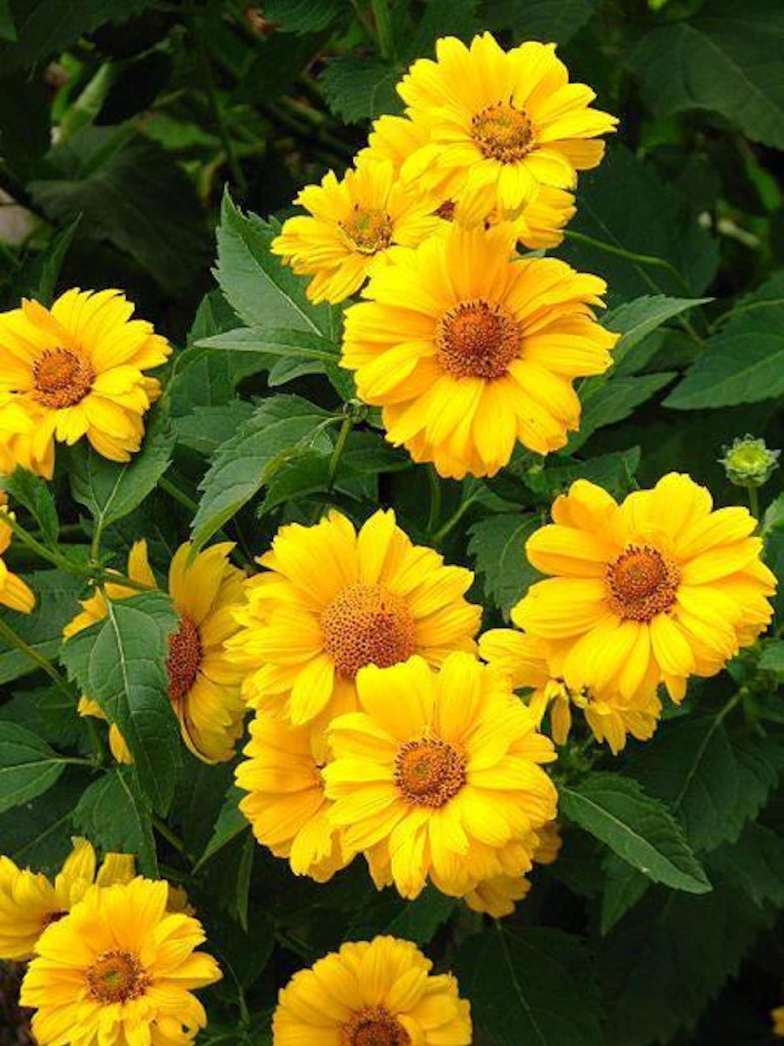 50 SUMMER SUN SUNDROPS Yellow Heliopsis Scabra False Sunflower Flower ...