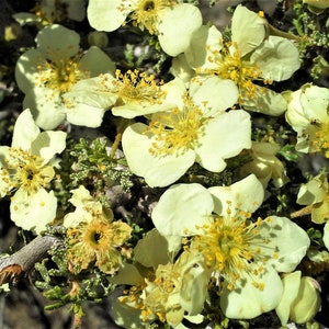40 STANSBURY CLIFFROSE Purshia Stansburiana Cliff Rose Native Desert ...