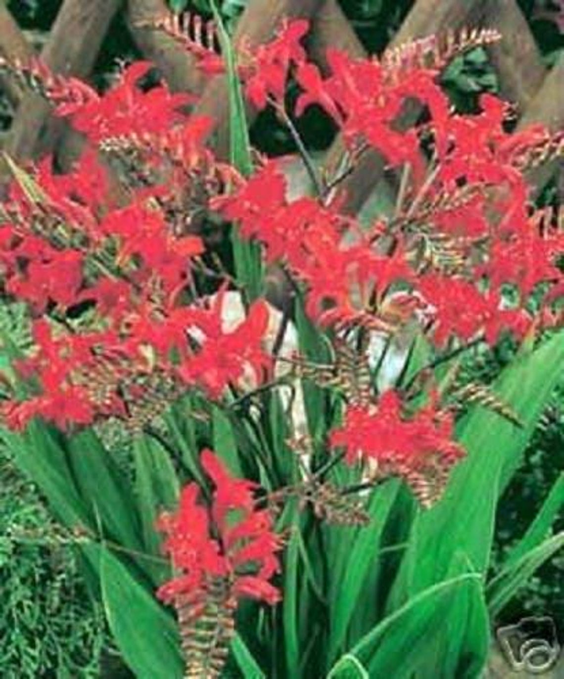 10 RED LUCIFER CROCOSMIA Crocosmia Masoniorum Flower Seeds - Etsy