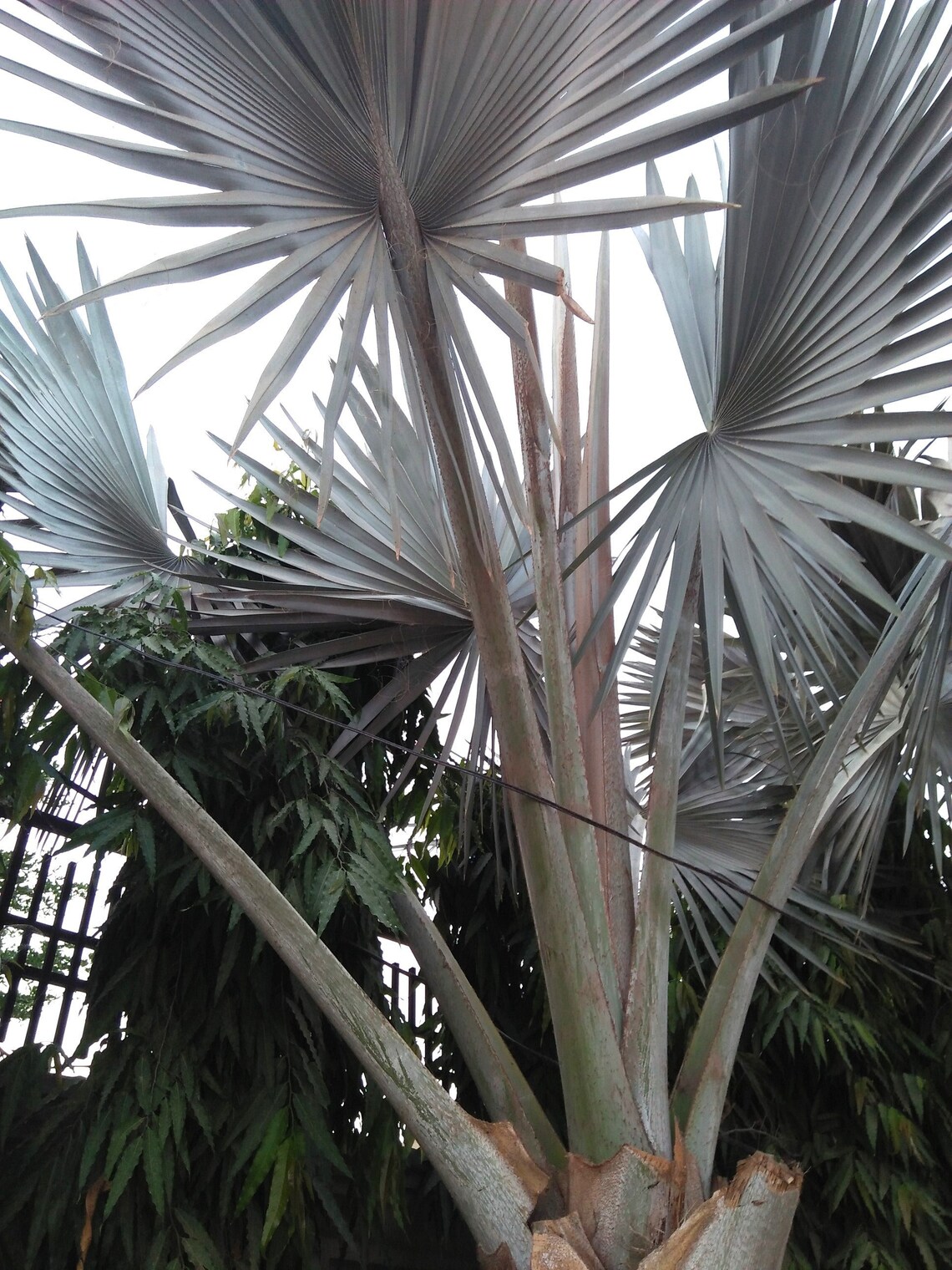 5 SILVER SAW PALMETTO Serenoa Repens American Dwarf Palm Tree Shrub ...