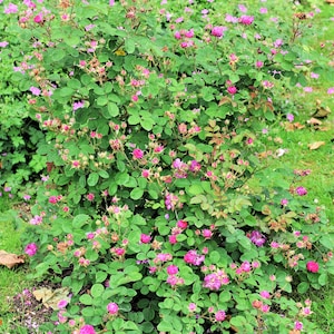10 CLIMBING MICHIGAN ROSE Rosa Setigera Aka Climbing Prairie or ...