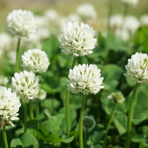 2000 MICROCLOVER Dwarf Miniature Trifolium Repens White Flower Clover ...