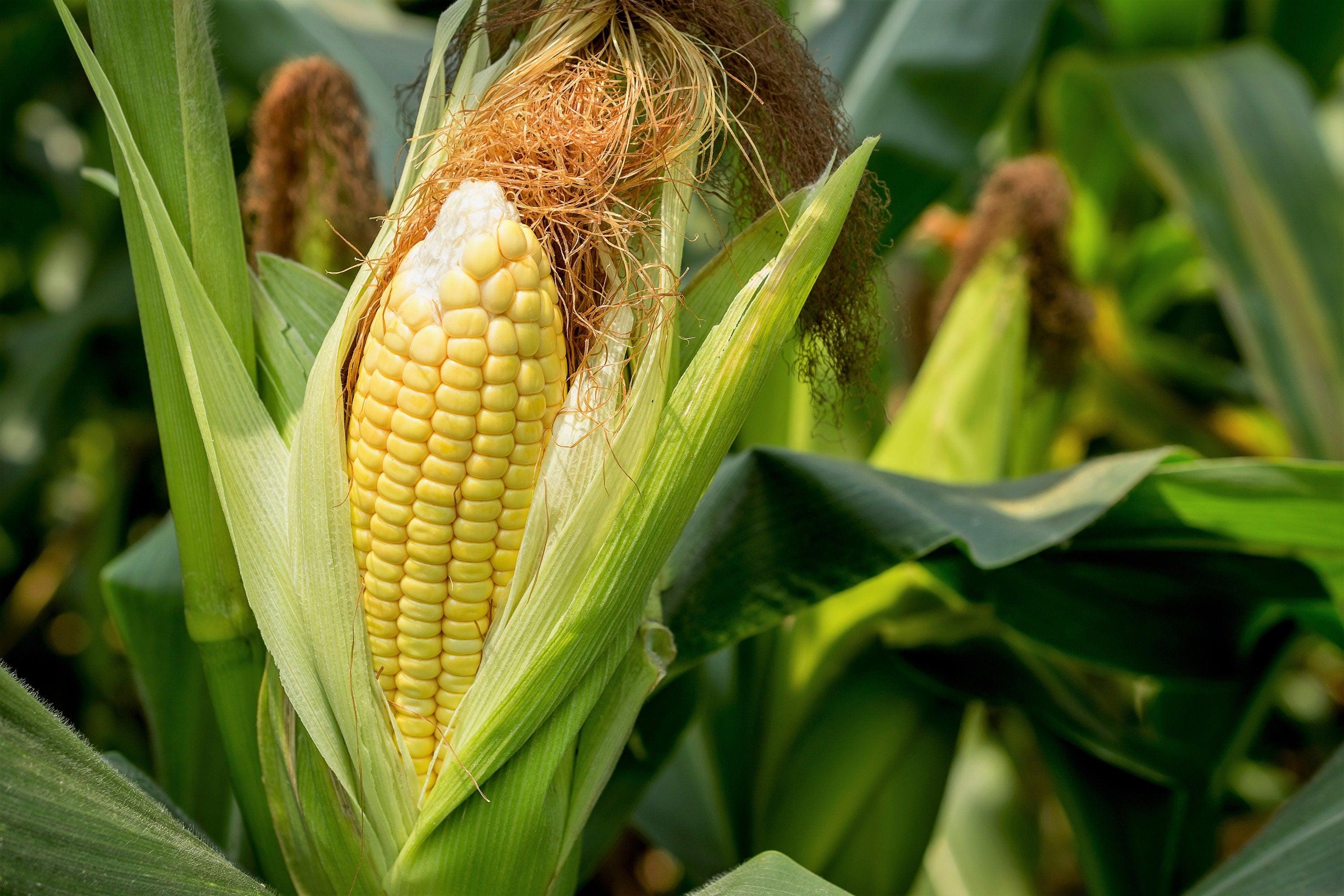 50 HONEY SELECT CORN Sweet Yellow S.E. Sh2 Zea Mays Vegetable Seeds - Etsy