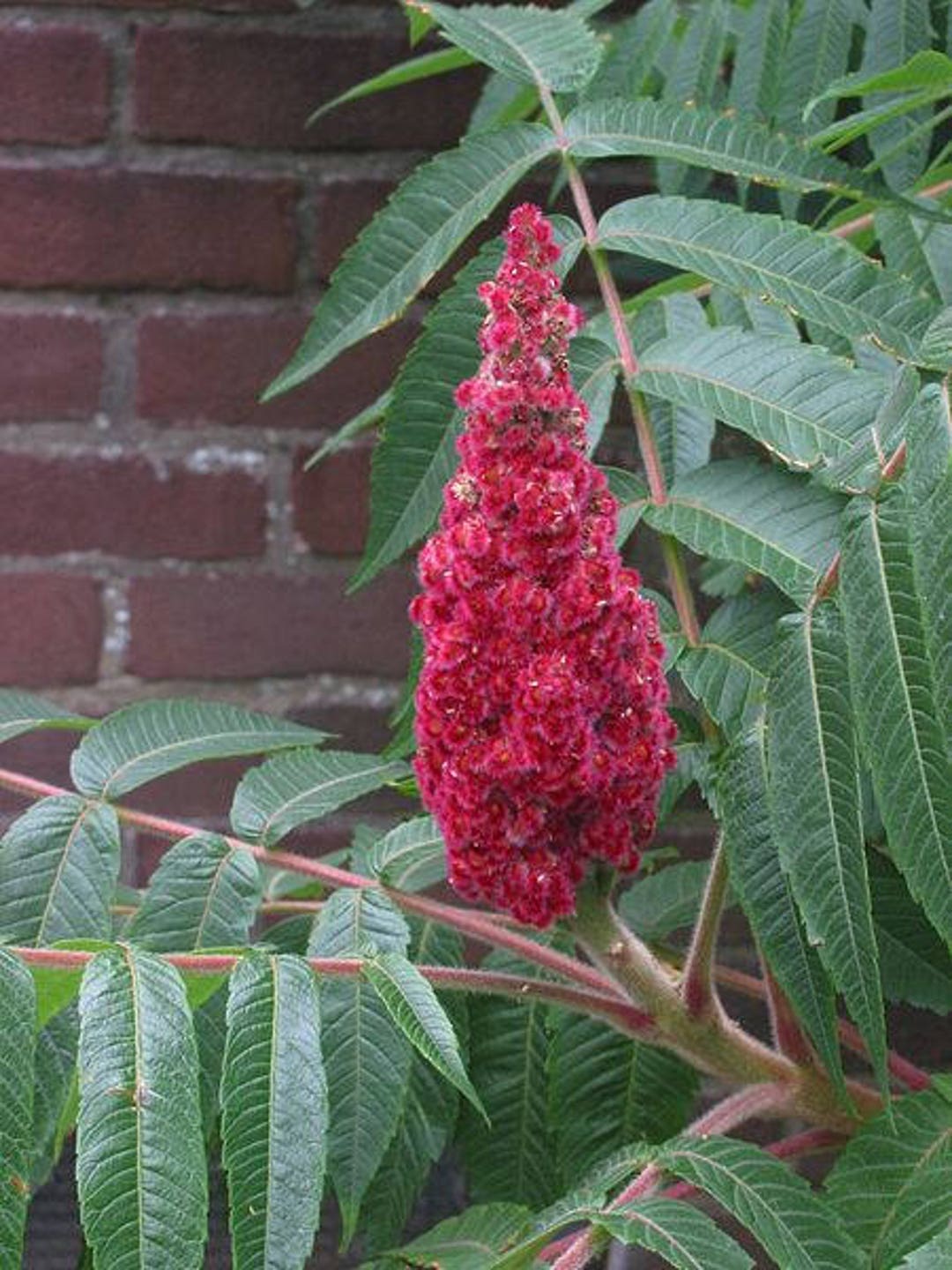 50 STAGHORN SUMAC TREE Rhus Typhina Yellow Flowers Red Berries Seeds - Etsy