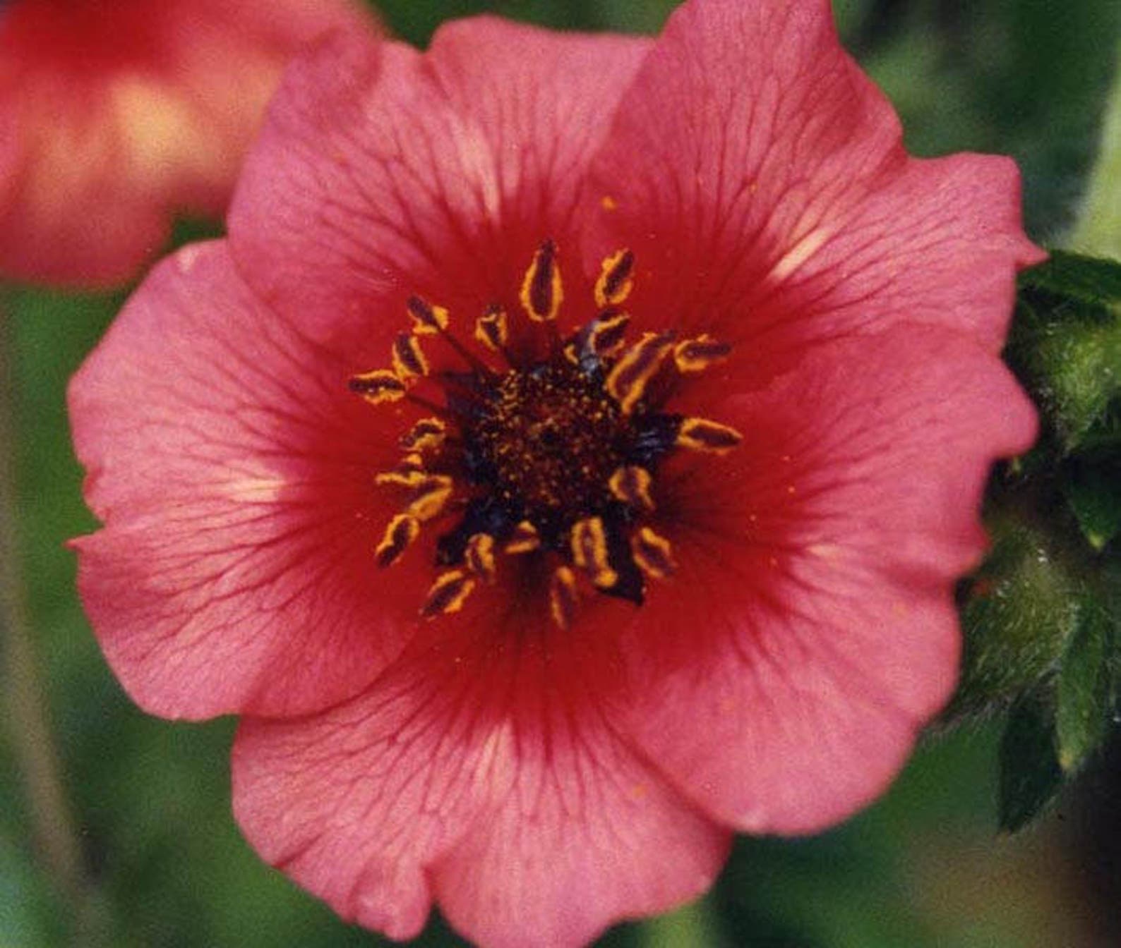 50 NEPAL CINQUEFOIL / POTENTILLA Nepalensis Pink Red Flower - Etsy