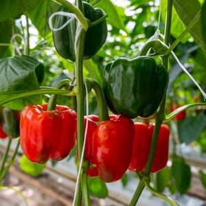20 Organic Red MINI BELL PEPPER Sweet Mild Miniature Capsicum Annuum ...