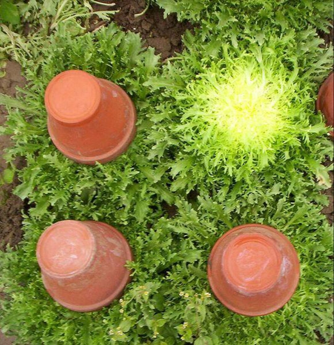 3000 GREEN CURLED ENDIVE (salad Endive / Moss Curled Endive / Escarole ...