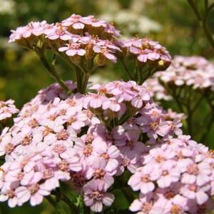 50 LOVE PARADE YARROW Achillea Sibirica Ssp. Camtschatica Aka Kamchatka ...
