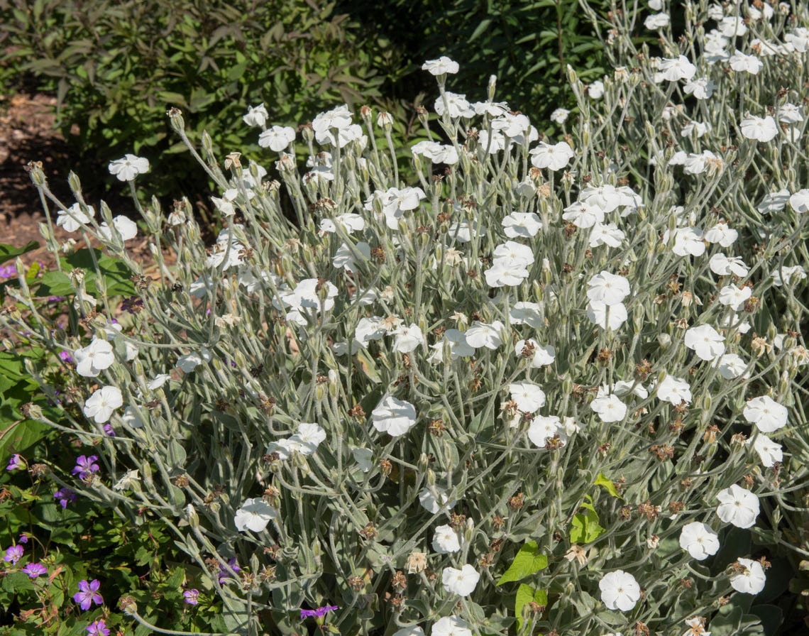 50 WHITE LYCHNIS Coronaria Alba (white Rose Campion / Evening Lychnis ...
