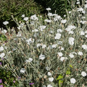 50 WHITE LYCHNIS Coronaria Alba (white Rose Campion / Evening Lychnis ...