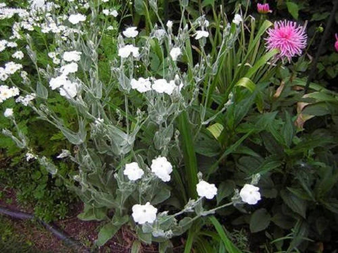 50 WHITE LYCHNIS Coronaria Alba white Rose Campion / Evening - Etsy