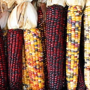 100 Ornamental INDIAN CORN WAMPUM Mixed Colors Zea Mays Vegetable Seeds ...