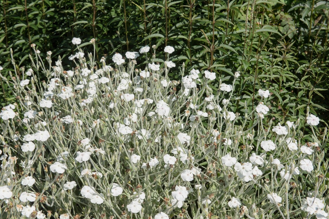 50 WHITE LYCHNIS Coronaria Alba (white Rose Campion / Evening Lychnis ...